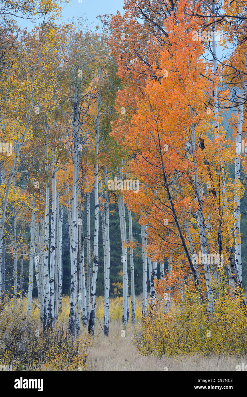 Aspen grove fall teton national park hi-res stock photography and ...
