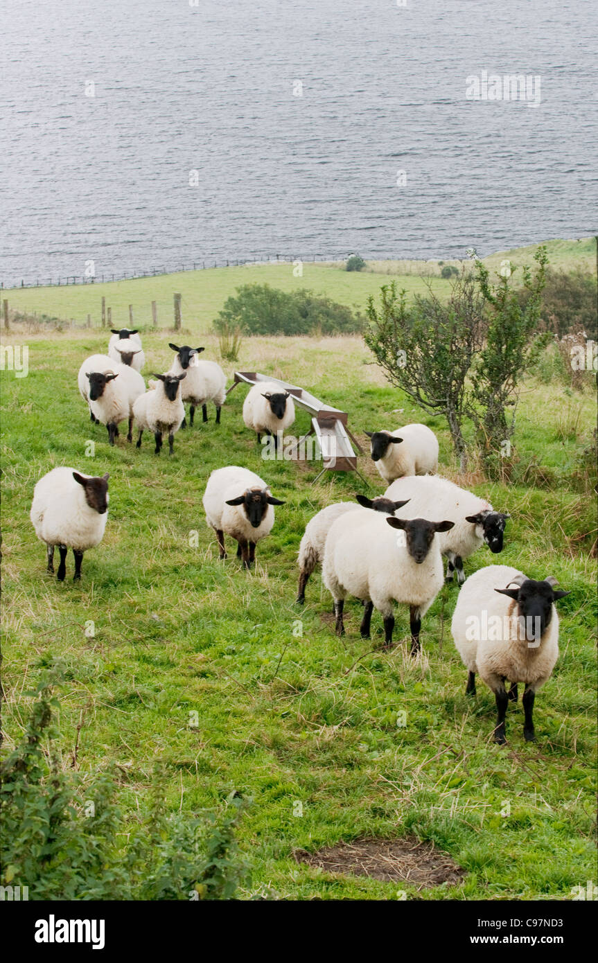Irealnd. County Donegal. Sheep grazing on hillside along the coast ...