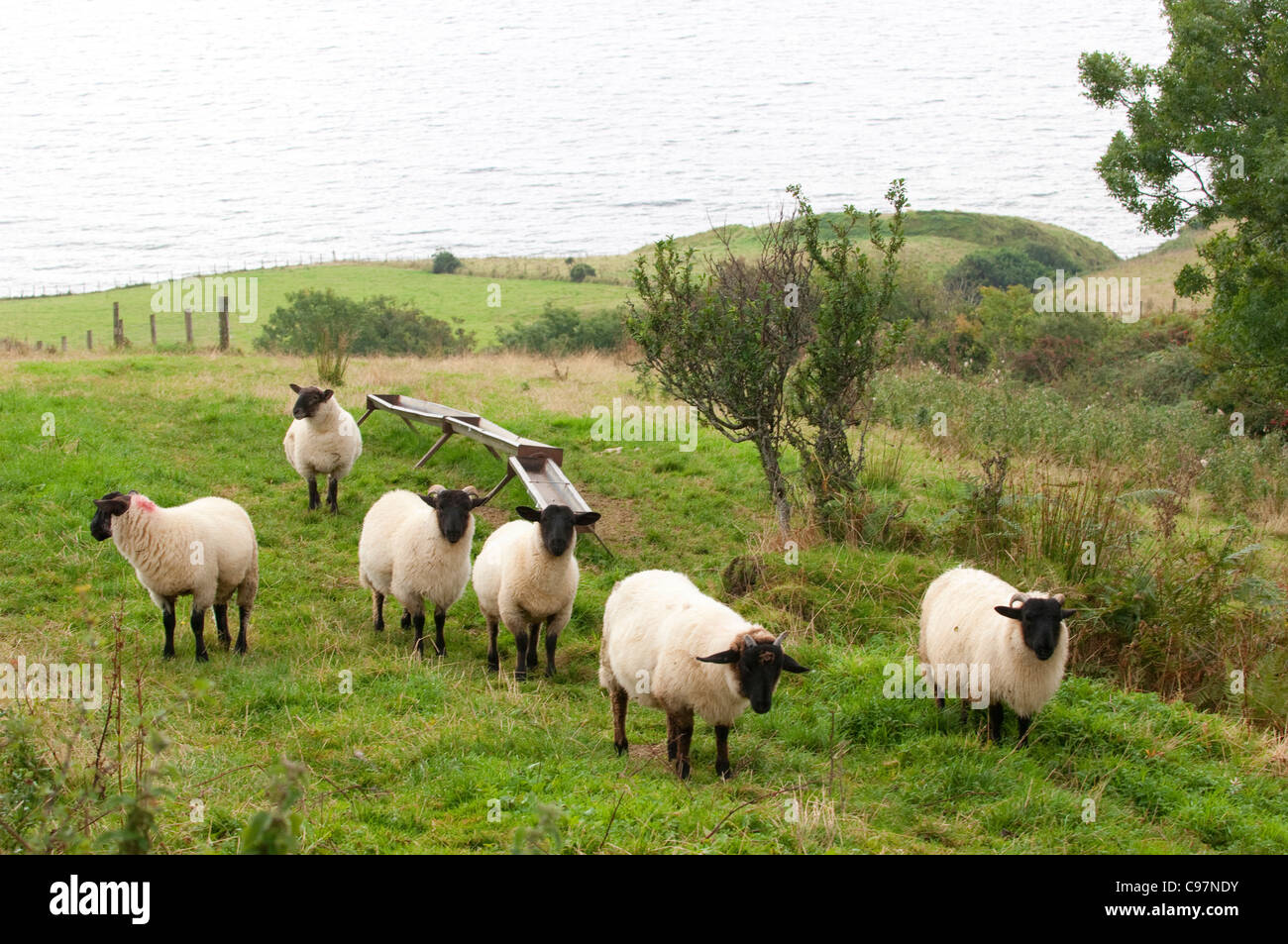 Irealnd. County Donegal. Sheep grazing on hillside along the coast ...