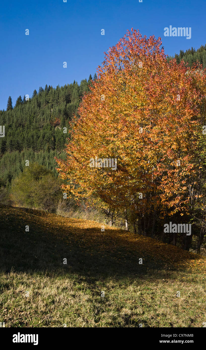 Big root tree autumn daytime hi-res stock photography and images - Alamy