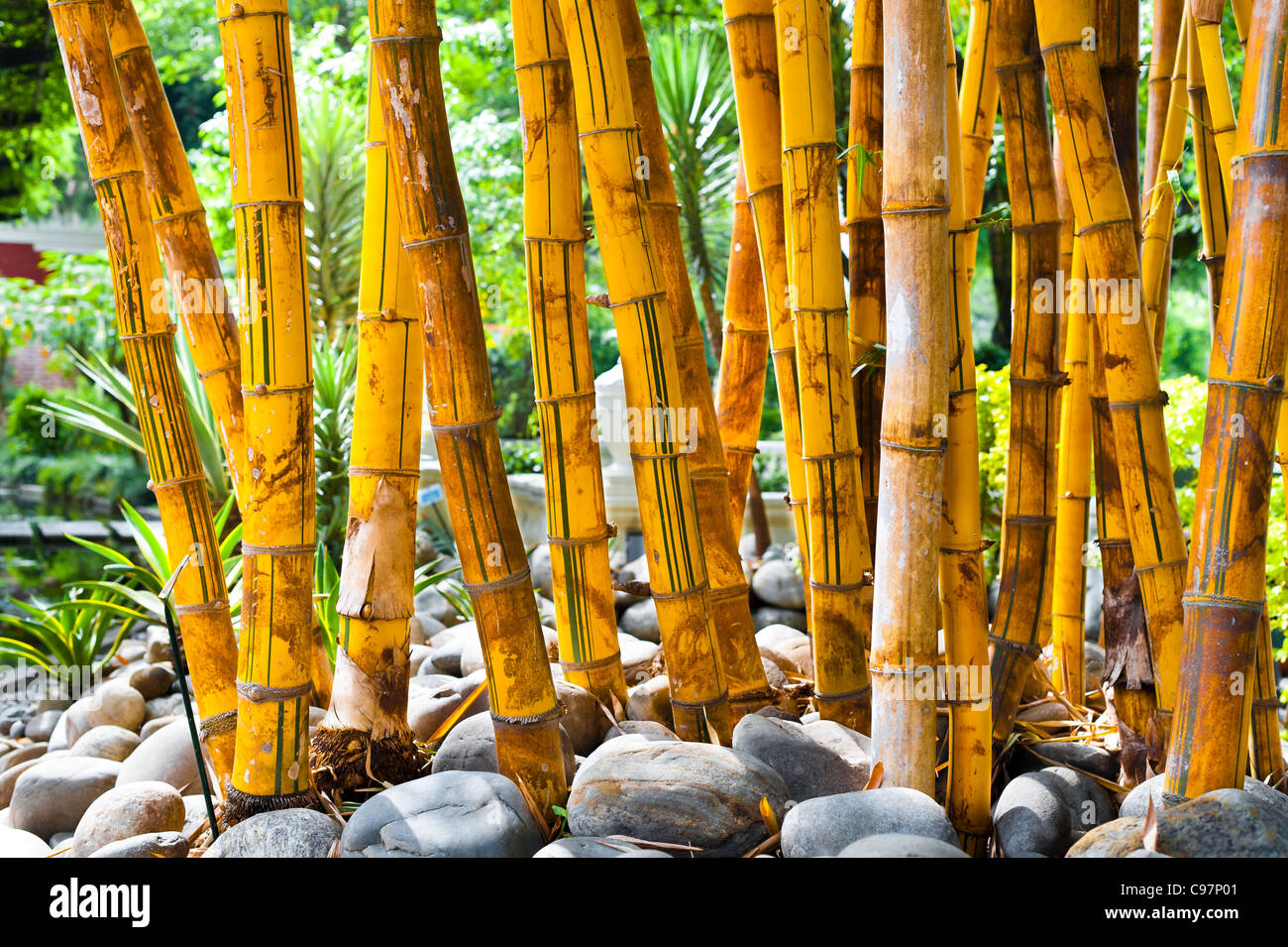 Jointed stem hi-res stock photography and images - Alamy