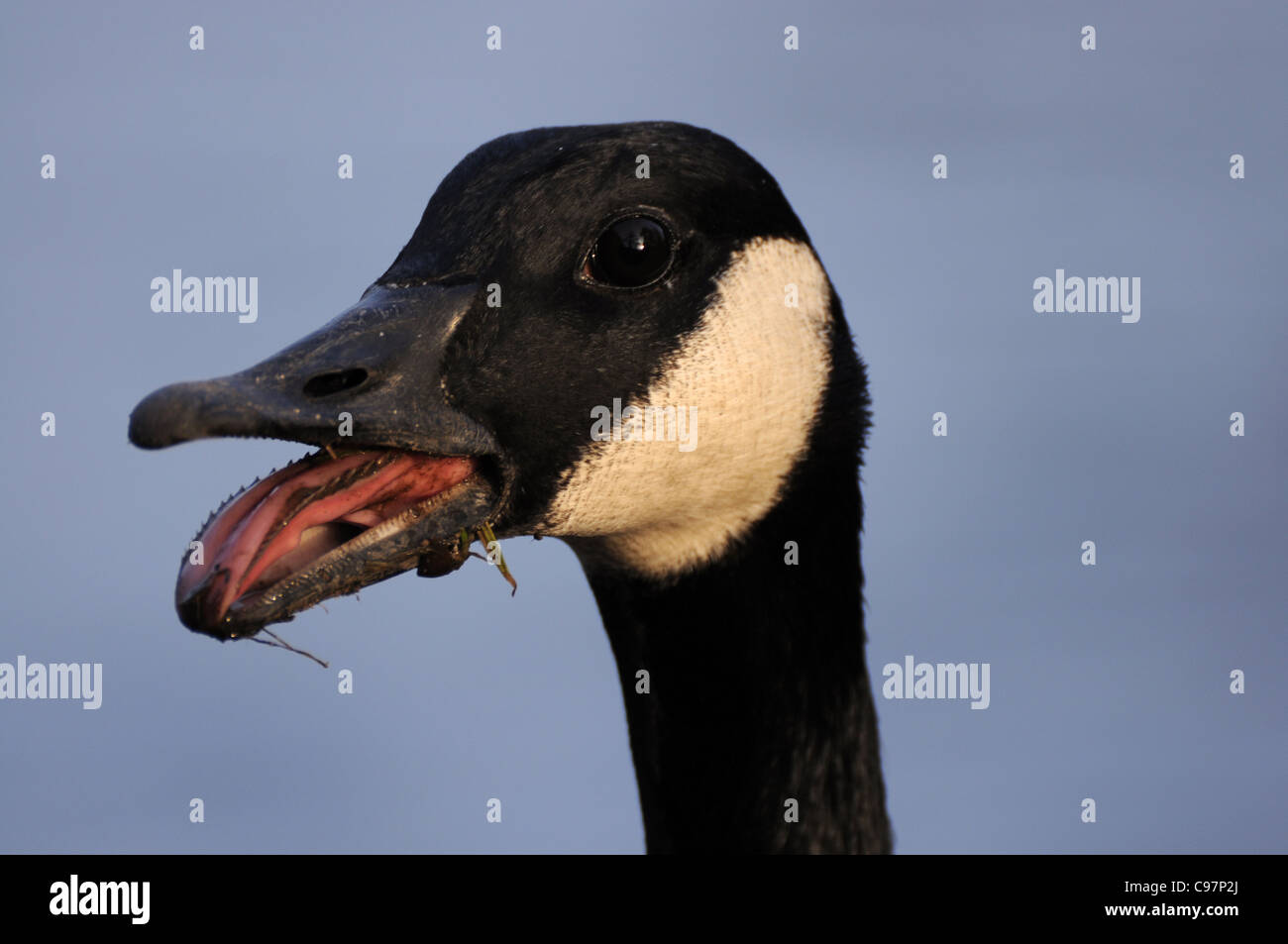 Canada goose beak hi-res stock photography and images - Alamy