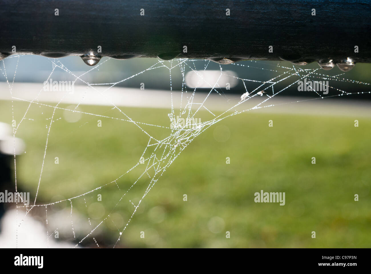 Close-up of cobweb with waterdrops on fence Stock Photo - Alamy