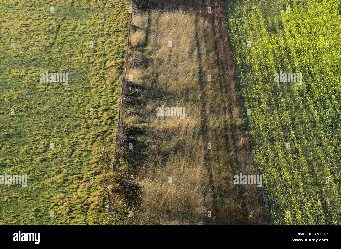 strips of grassed meadow, wild grass and oil seed rape Stock Photo - Alamy