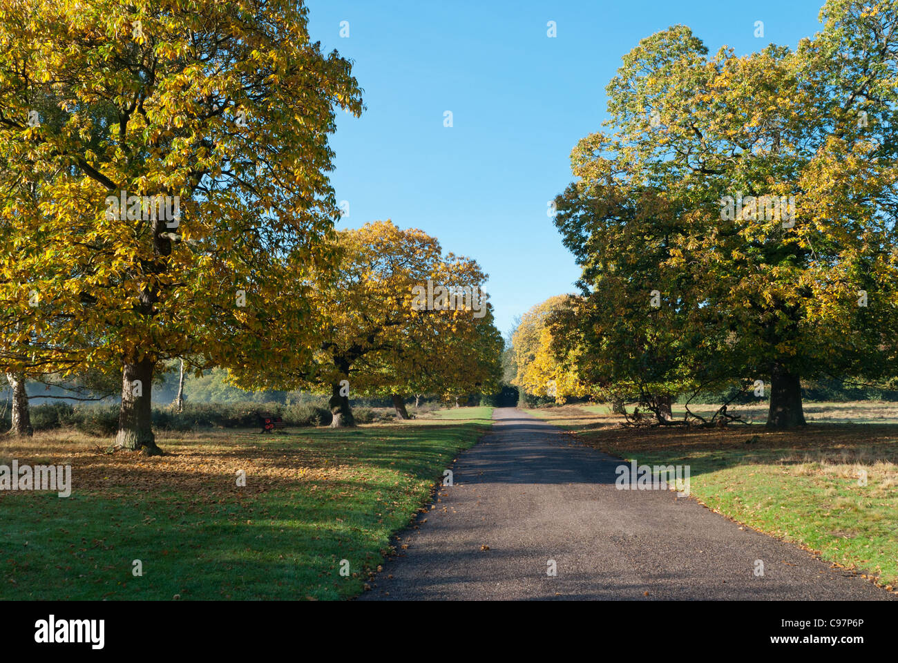 Tree-lined path in Sutton Park in autumn sunlight Stock Photo - Alamy