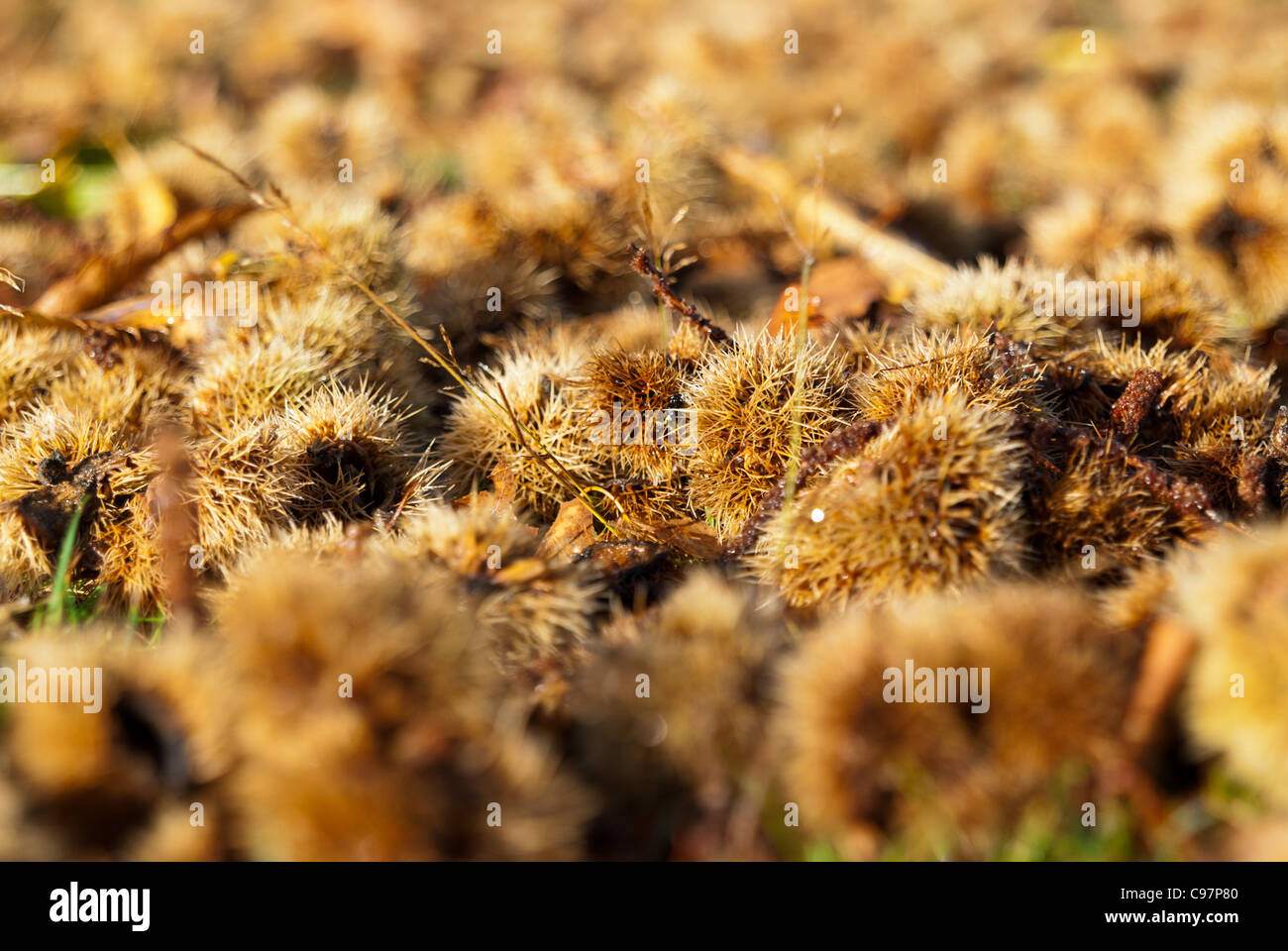 Chesnut shells hi-res stock photography and images - Alamy
