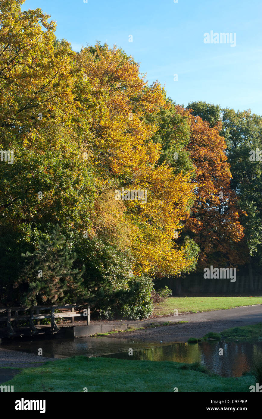 Trees in autumn sunlight in Sutton Park near Birmingham Stock Photo - Alamy
