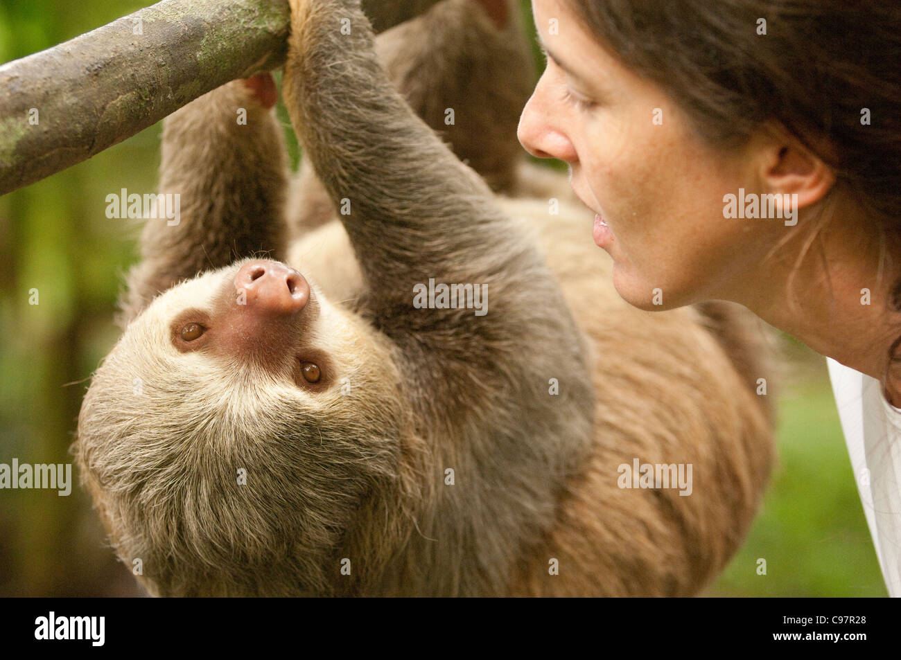 Woman with holding howler monkey next to three-toed sloth Stock Photo ...