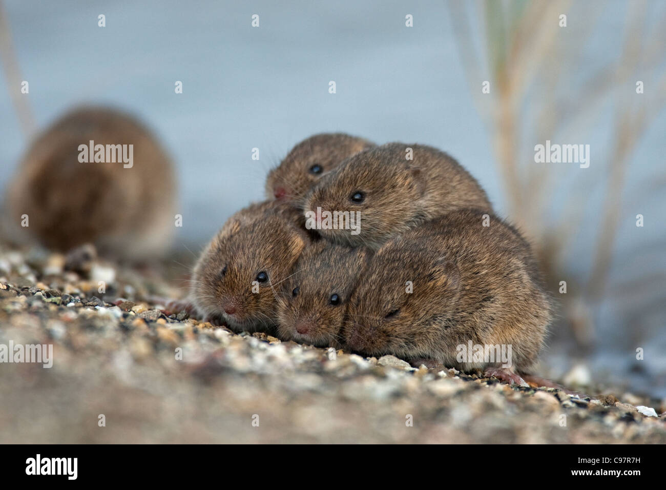 Common voles microtus arvalis arvensis hi-res stock photography and ...
