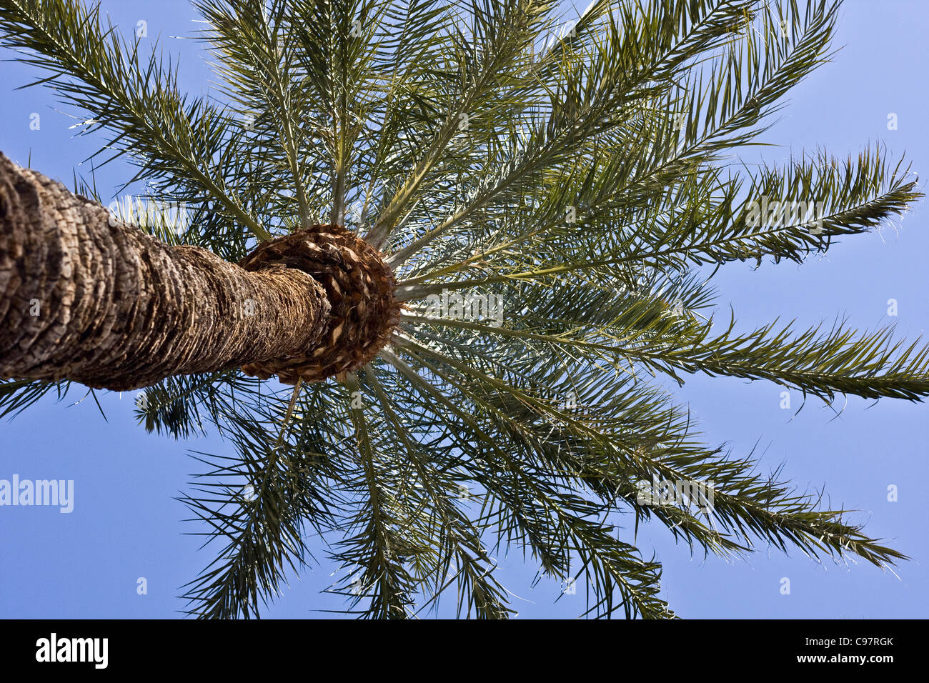 Palm Tree Photo From Base Of Trunk Perspective Stock Photo - Alamy