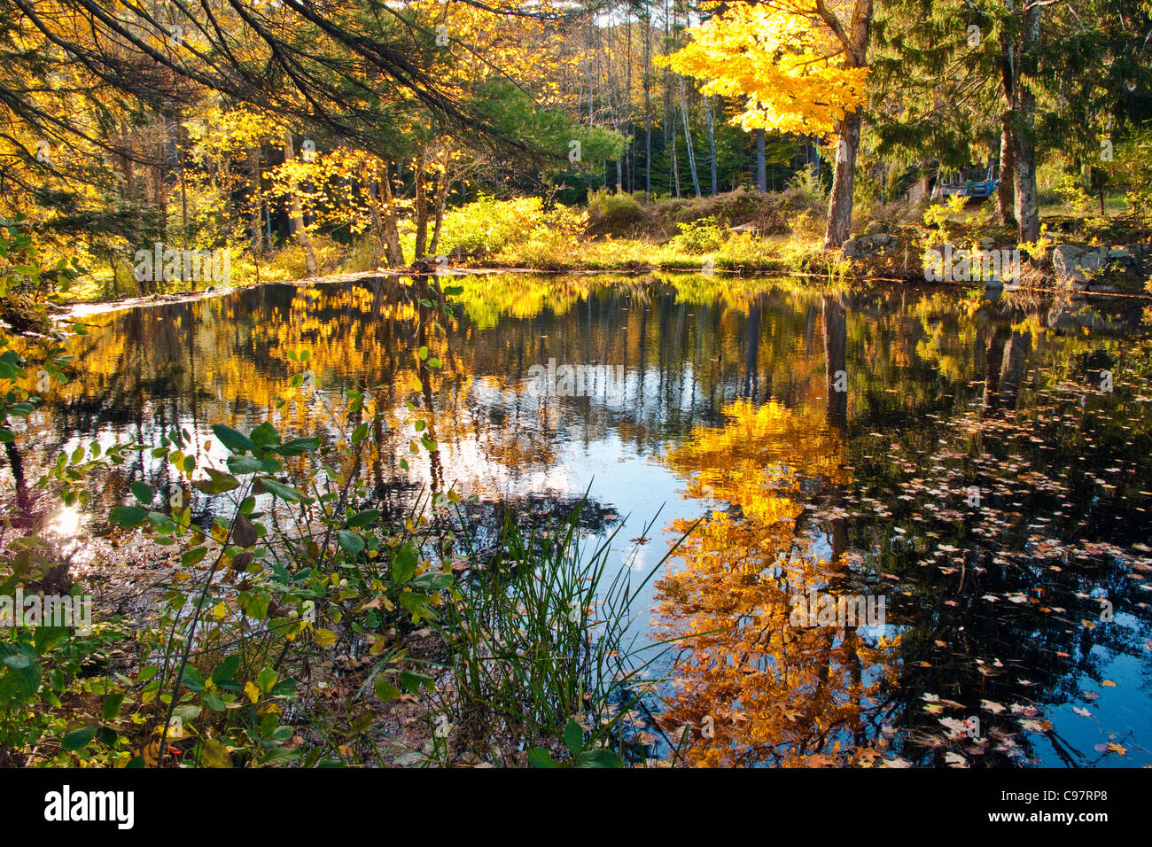 Small farm pond in the rural town of Wendell,MA Stock Photo - Alamy
