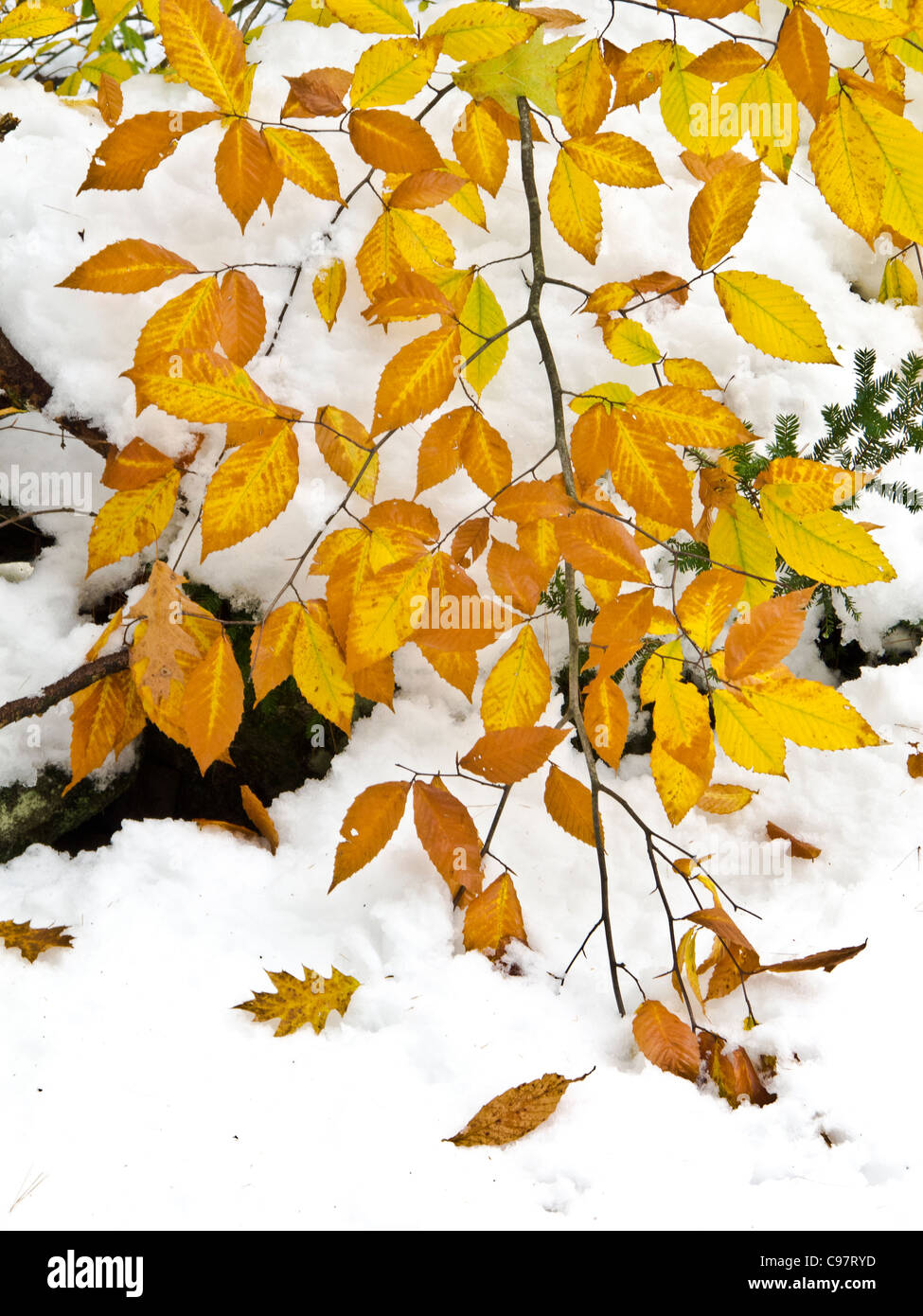 Beech tree leaves hanging on snowy ground Stock Photo - Alamy