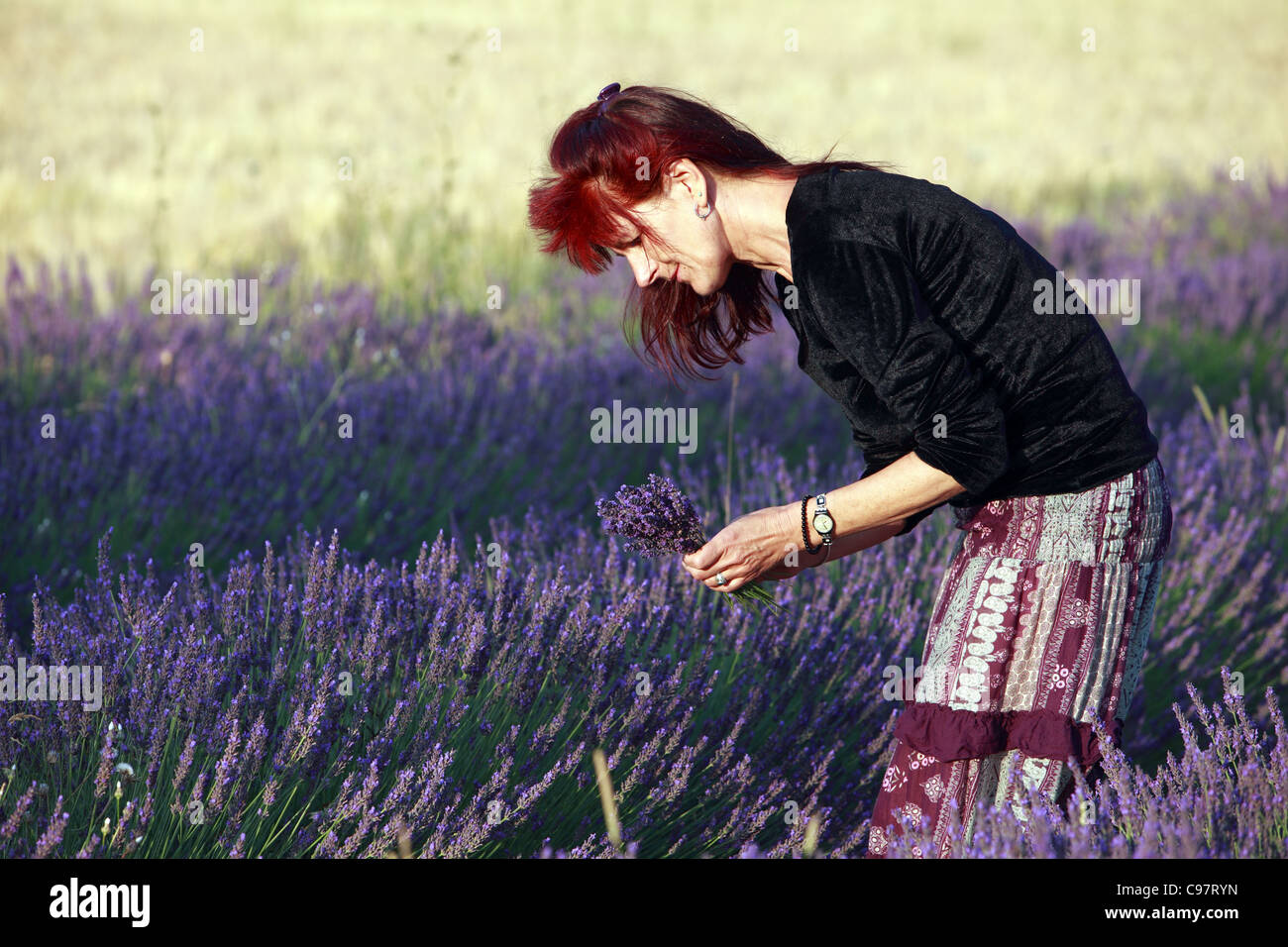 Lavender picking hi-res stock photography and images - Alamy