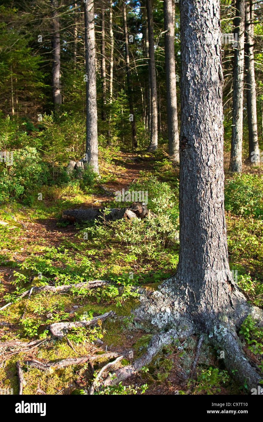 Path through the forest Stock Photo - Alamy