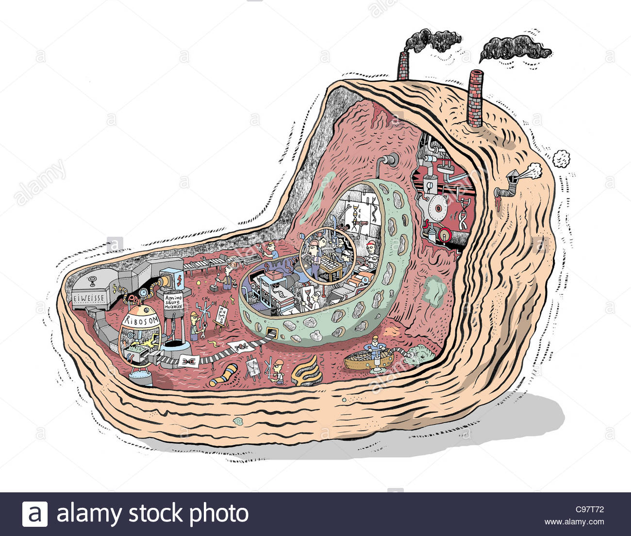 Cell Nucleus Cross Section Stock Photos & Cell Nucleus Cross Section ...