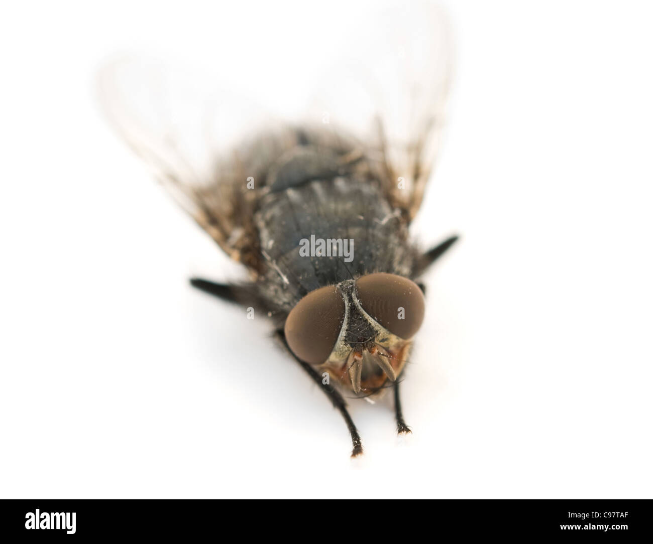 fly is isolated on a white background Stock Photo - Alamy
