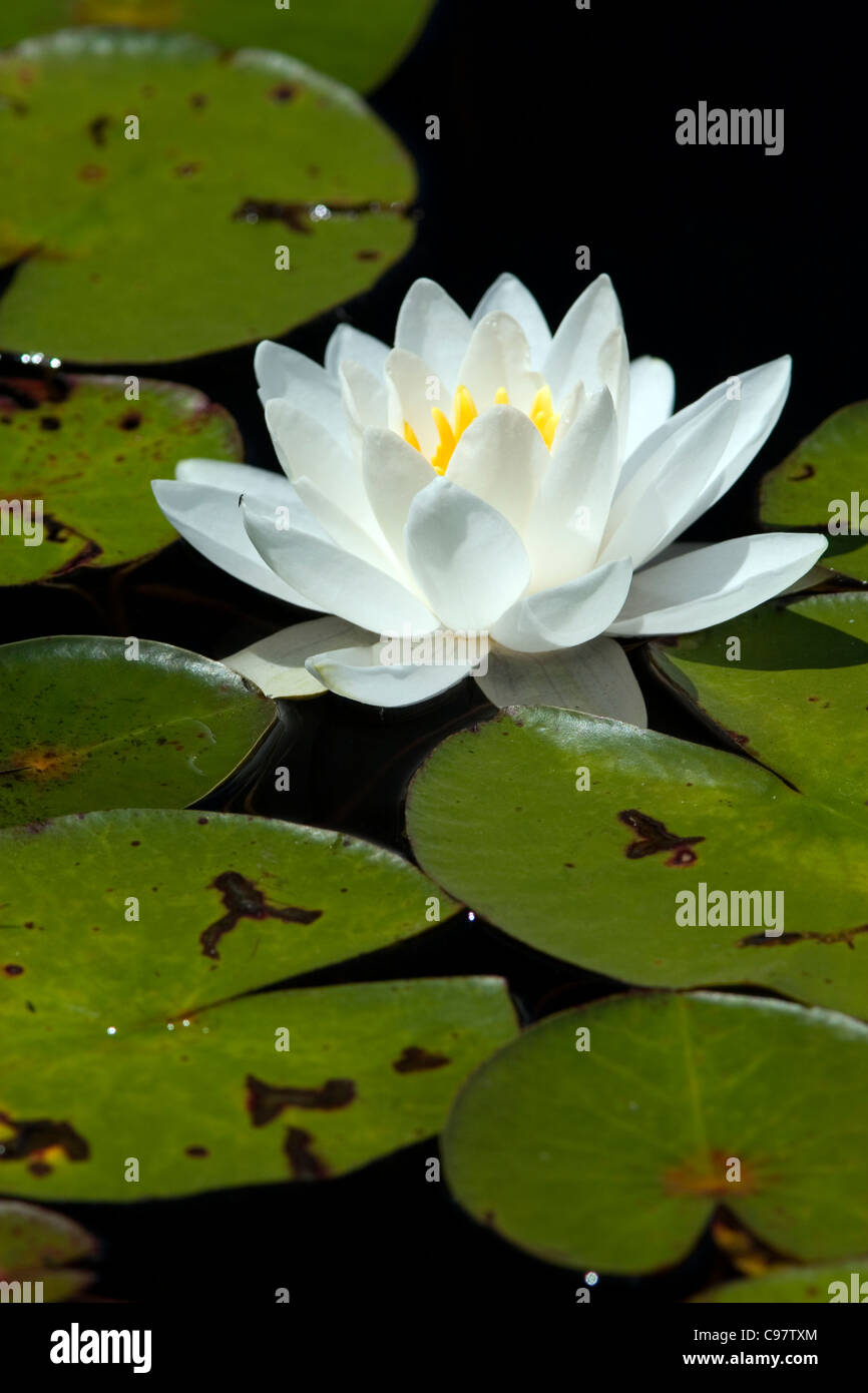 American white water lily hi-res stock photography and images - Alamy