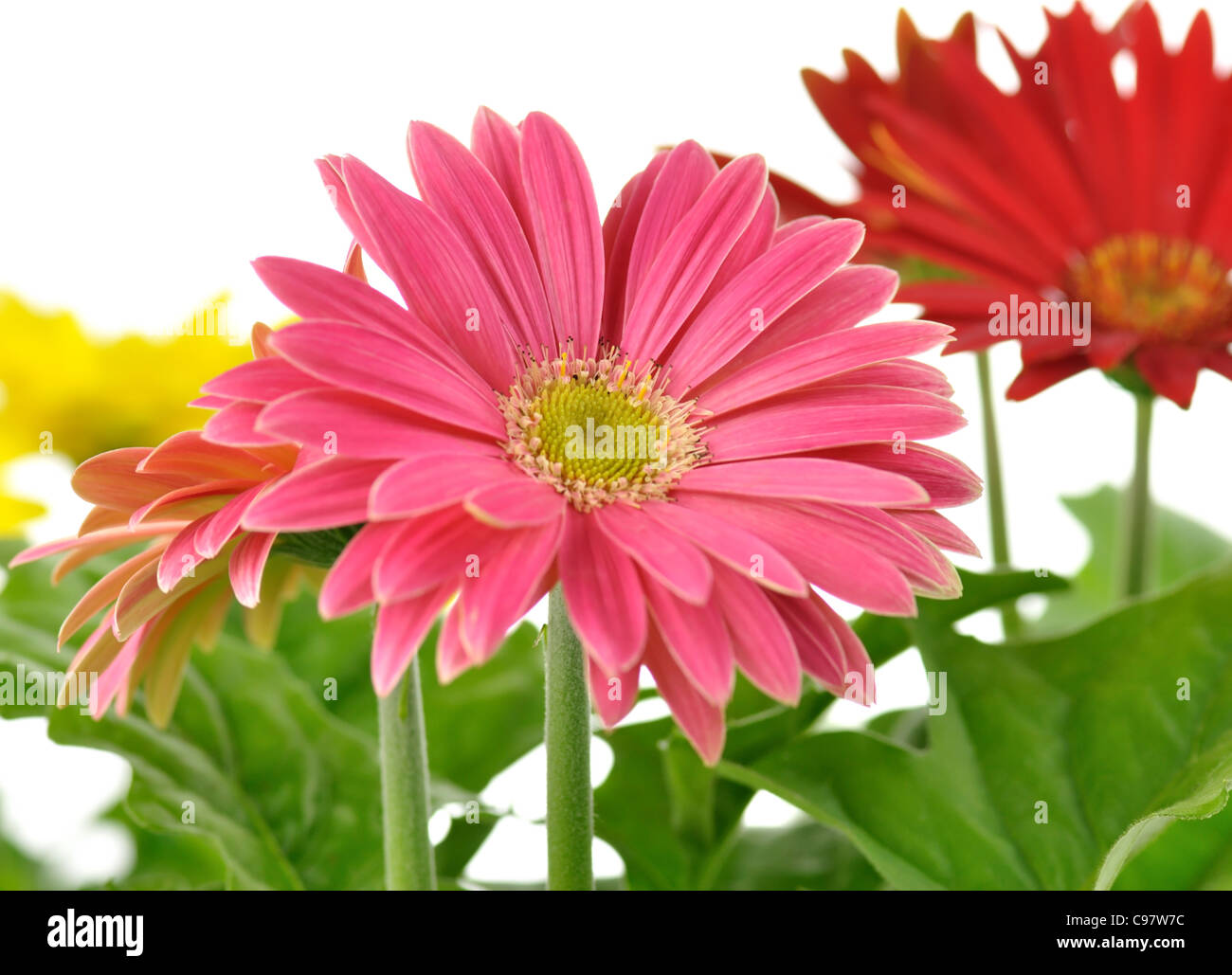 colorful gerbera daisy flowers , close up shot Stock Photo - Alamy