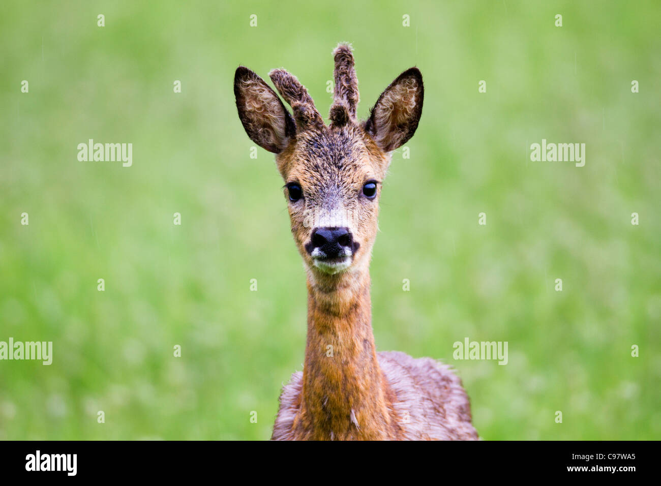 Roe Deer; Capreolus capreolus; Scotland; UK Stock Photo - Alamy