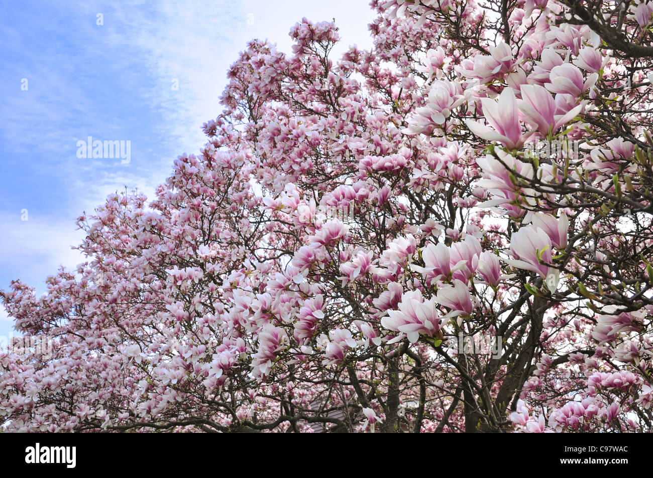 pink and white magnolia flowers on a trees Stock Photo - Alamy