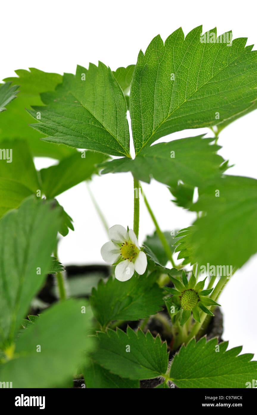 strawberry plant with flowers on white background Stock Photo - Alamy