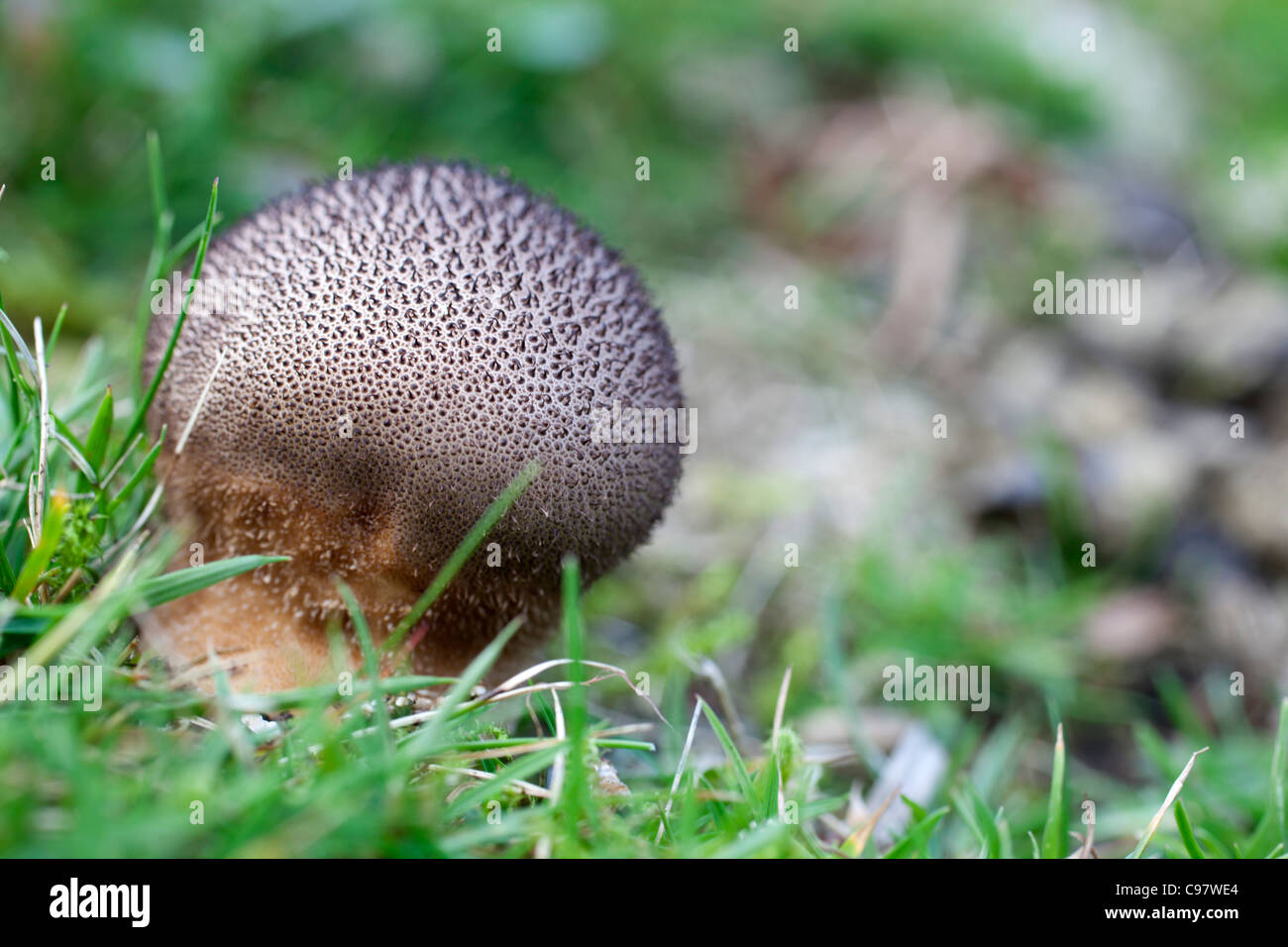 Meadow Puffball High Resolution Stock Photography and Images - Alamy