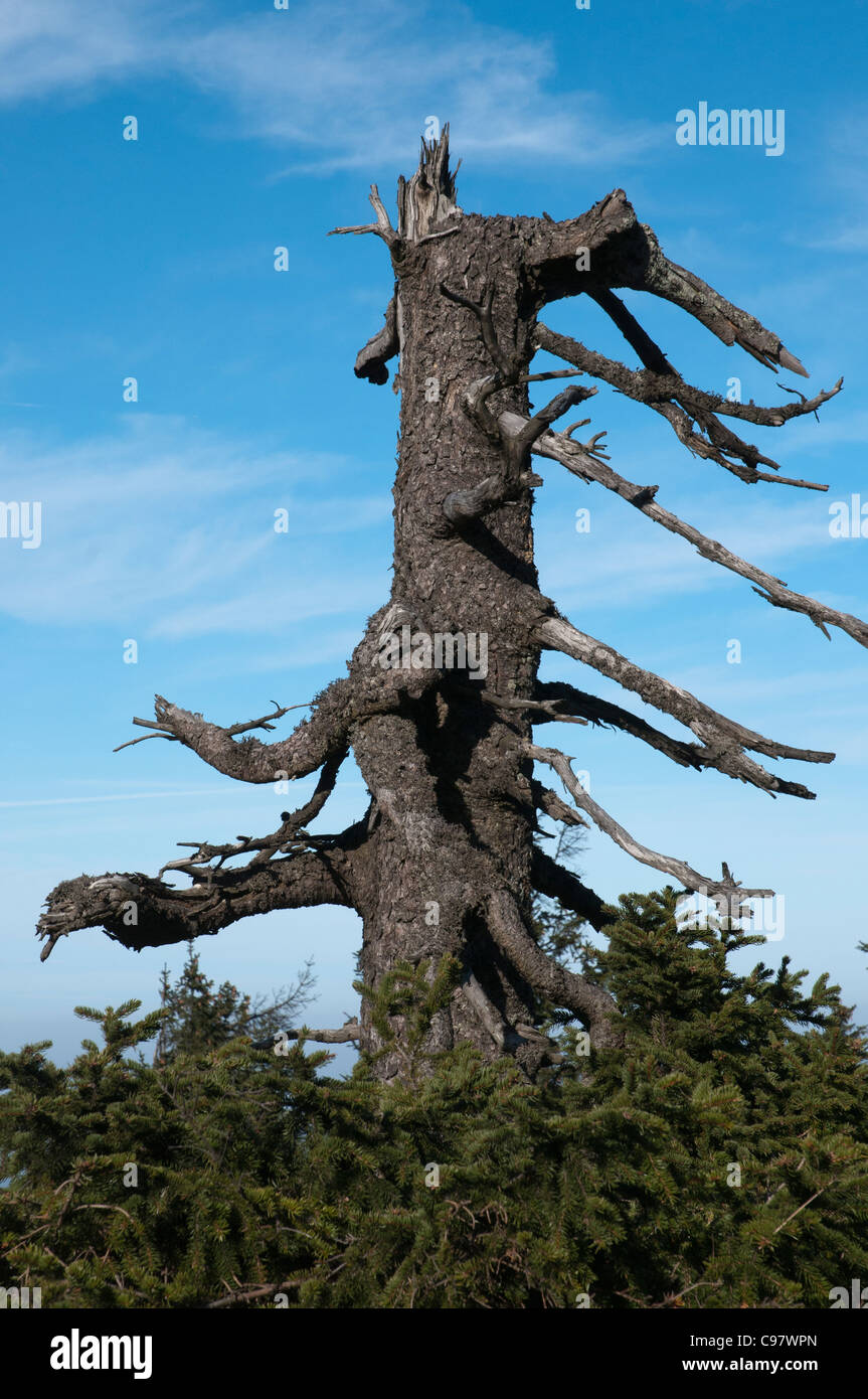 Blight Forest Stock Photos & Blight Forest Stock Images - Alamy