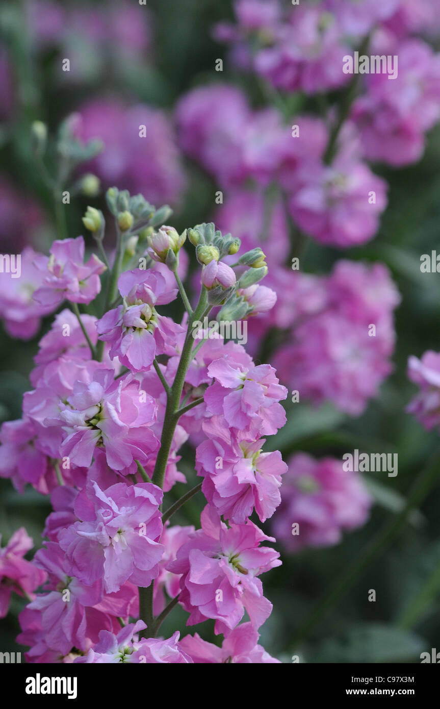 Matthiola incanta hi-res stock photography and images - Alamy