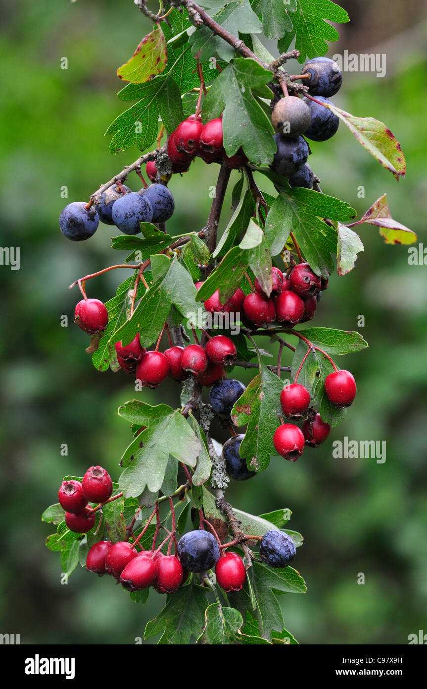 Sloe berries hi-res stock photography and images - Alamy