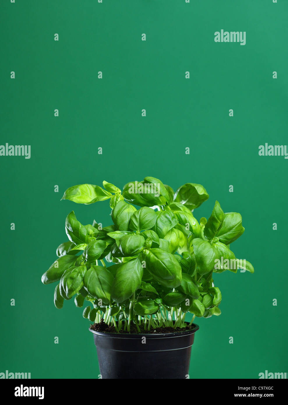 Fresh basil in a black pot on a green background Stock Photo - Alamy