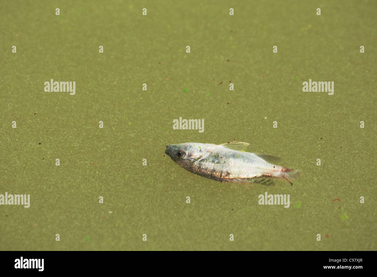 Dead fish algae hi-res stock photography and images - Alamy