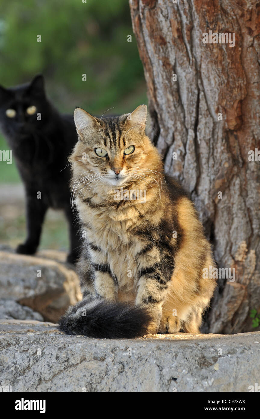 Stray cats in Hydra island, Greece Stock Photo - Alamy