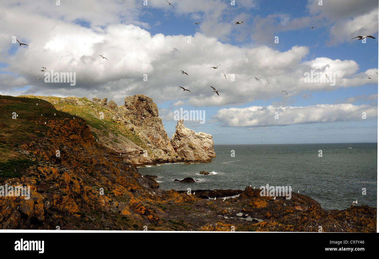 IRELANDS EYE HOME TO THOUSANDS OF NESTING SEABIRDS AT HOWTH SOUTHERN ...