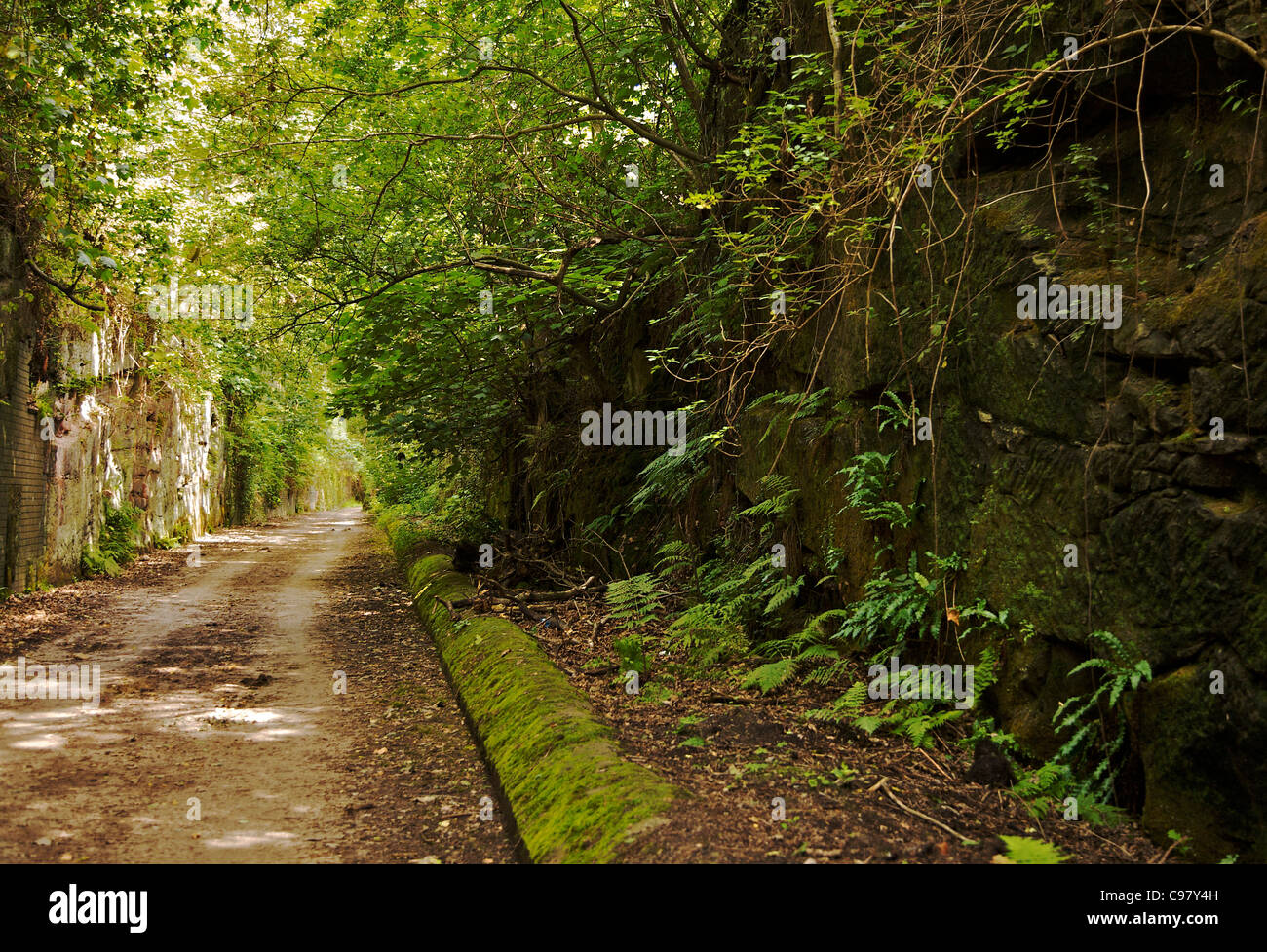 Leafy path in English countryside Stock Photo - Alamy