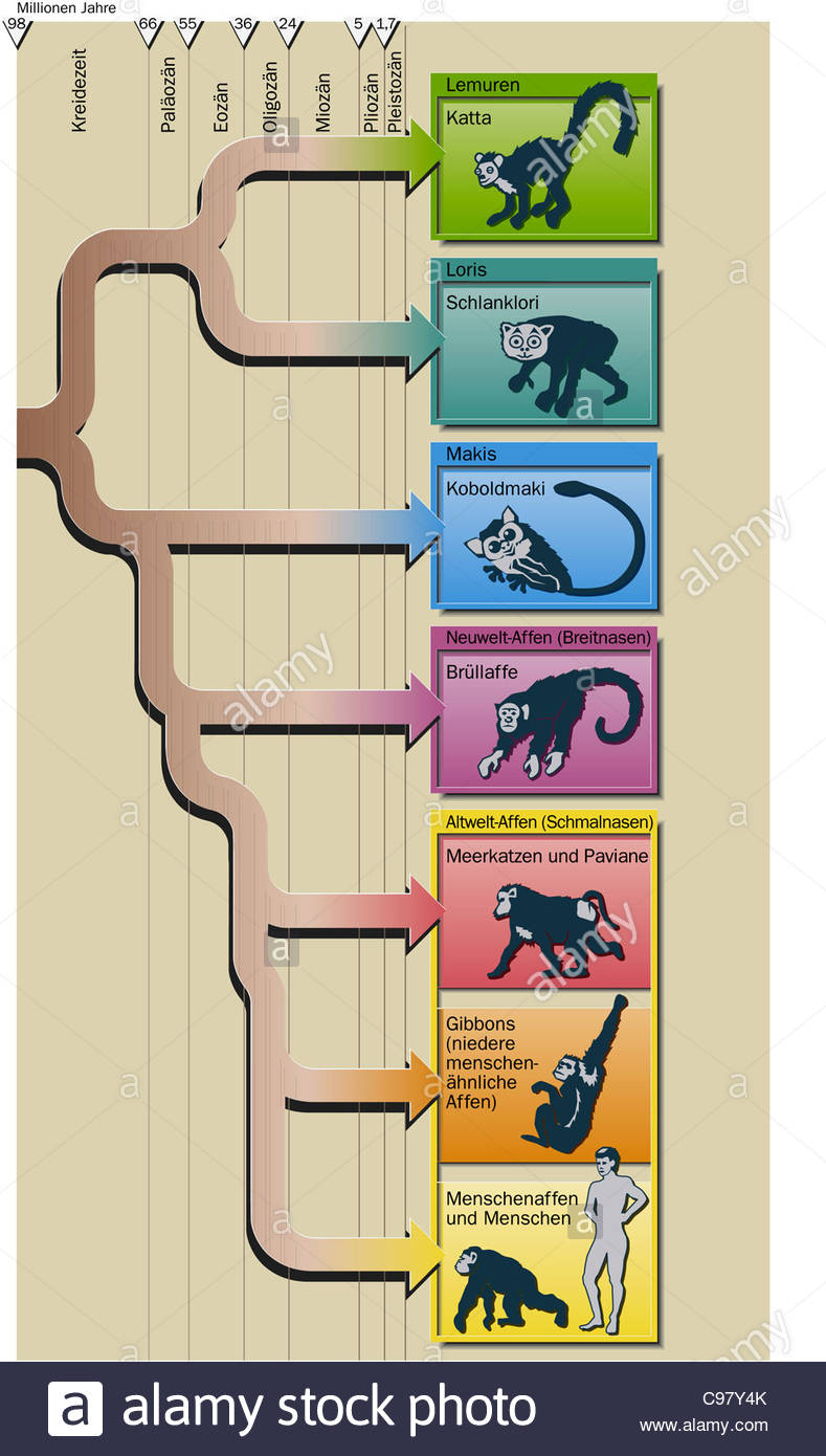 The Evolution Of Man Stock Photos & The Evolution Of Man Stock Images ...