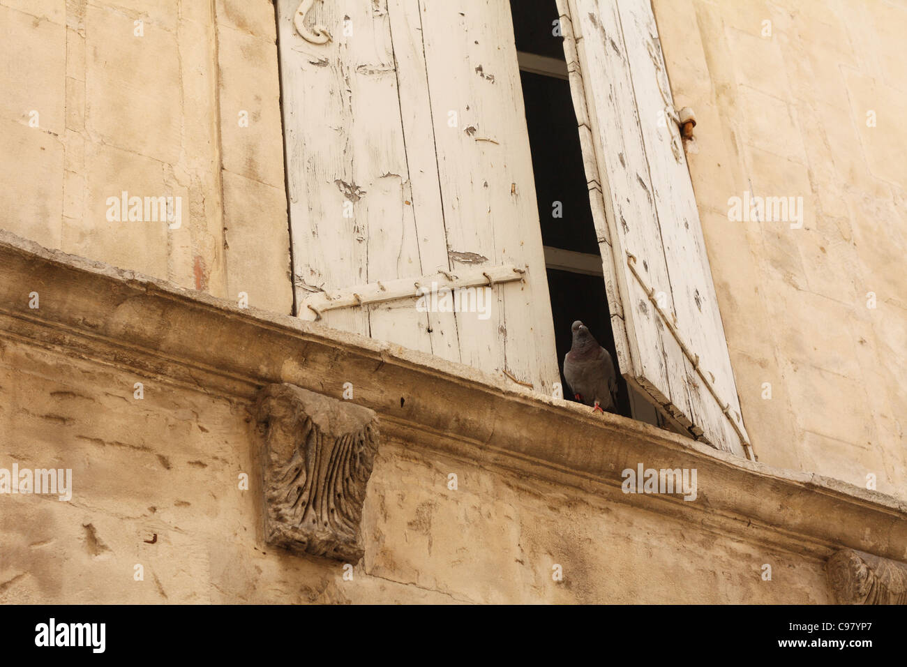 A pigeon on a window sill peeking out from between wooden window ...