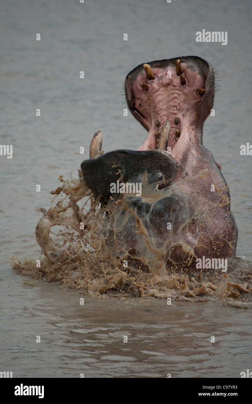 Africa aggressive teeth dangerous behaviour water splashing hi-res ...
