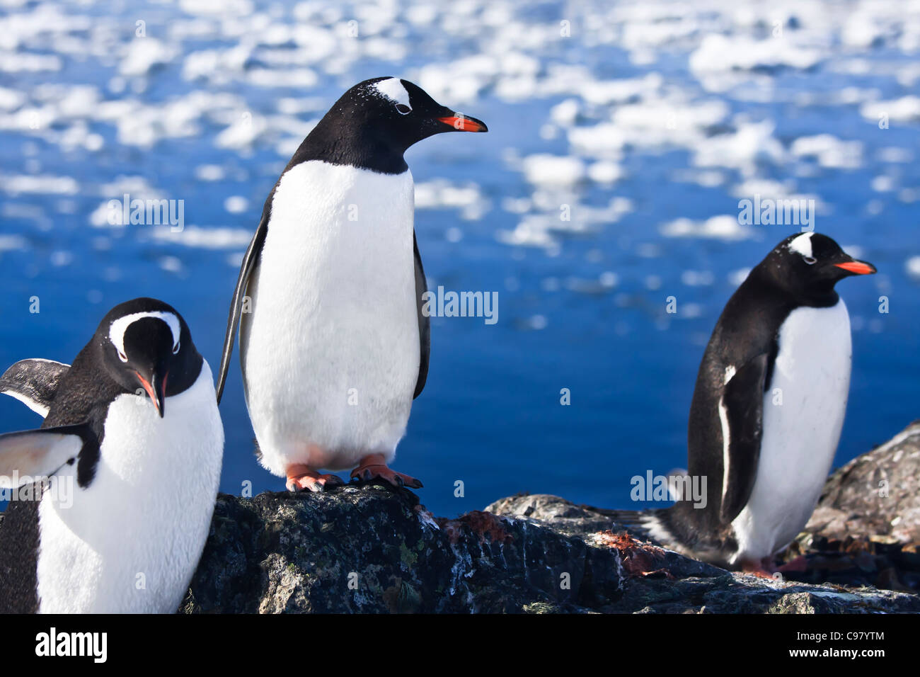 group of penguins having fun in the snowy hills of the Antarctic Stock ...