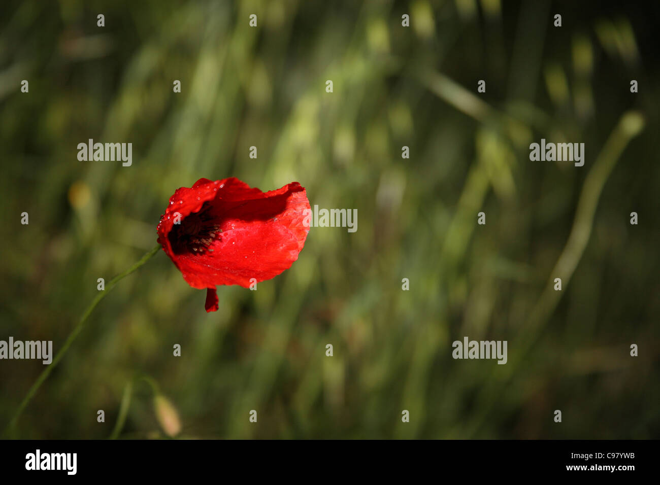 Alone red poppy flower hi-res stock photography and images - Alamy