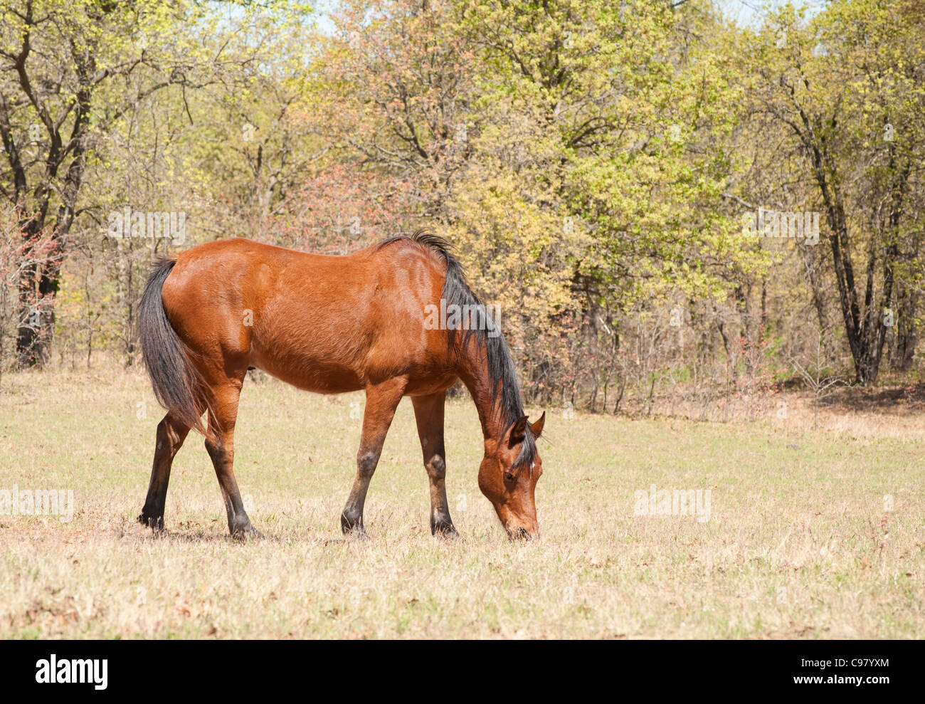 Bay horse in early spring pasture Stock Photo - Alamy