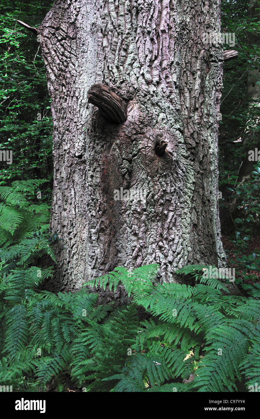 A vertical image showing the trunk and bark of an oak tree UK Stock ...