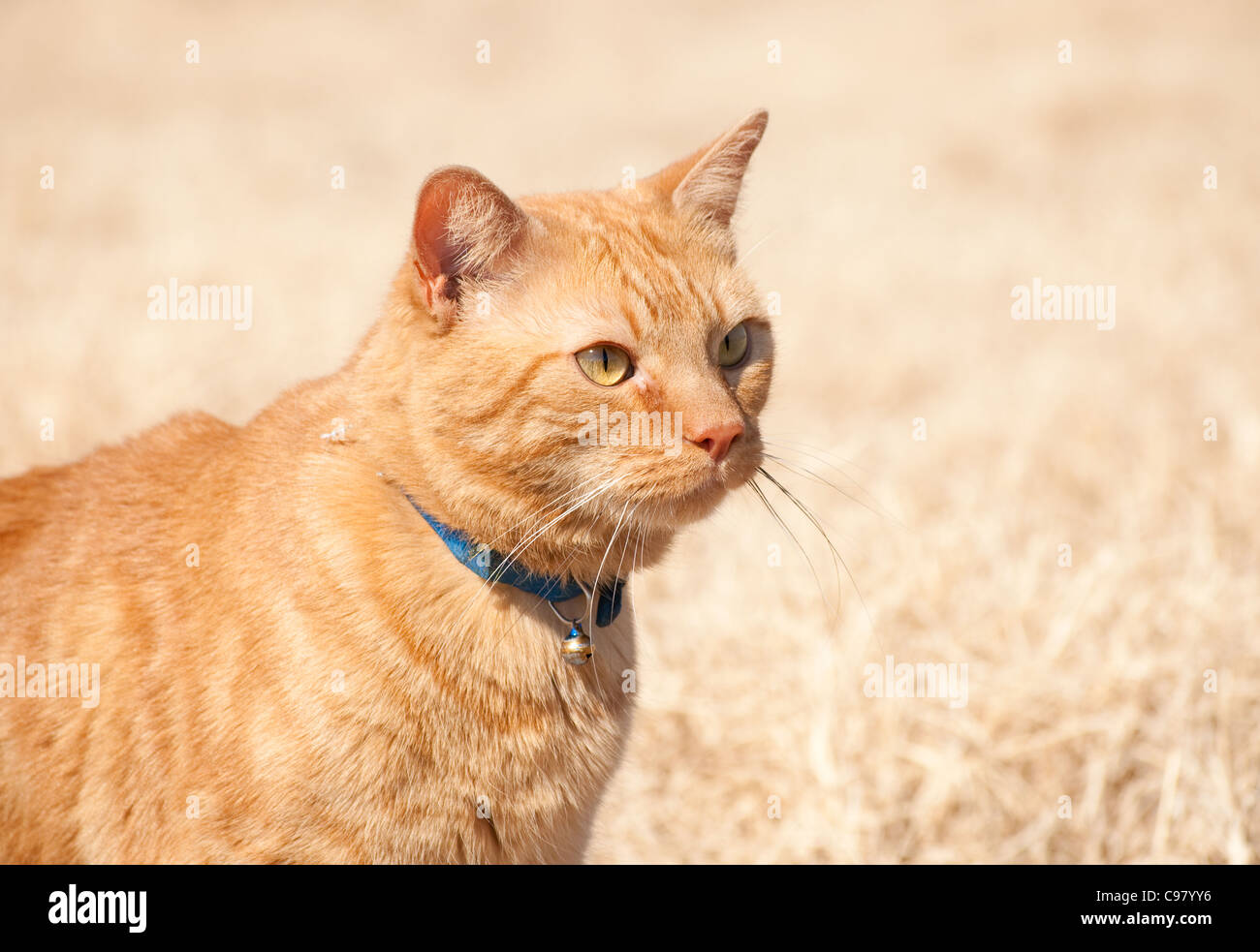Cat in the sun hi-res stock photography and images - Alamy
