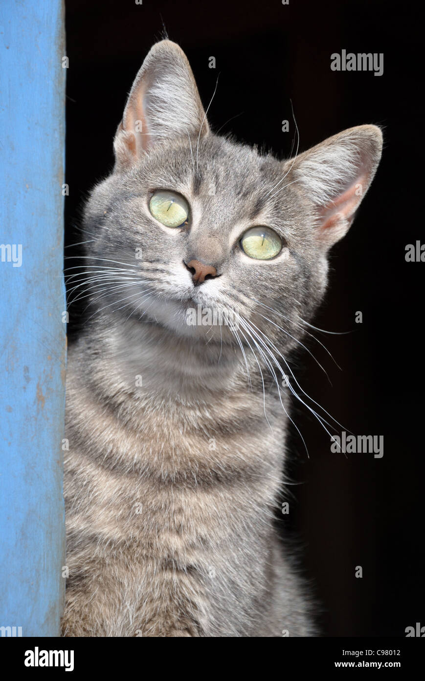 Blue tabby cat at the door of a blue barn Stock Photo - Alamy