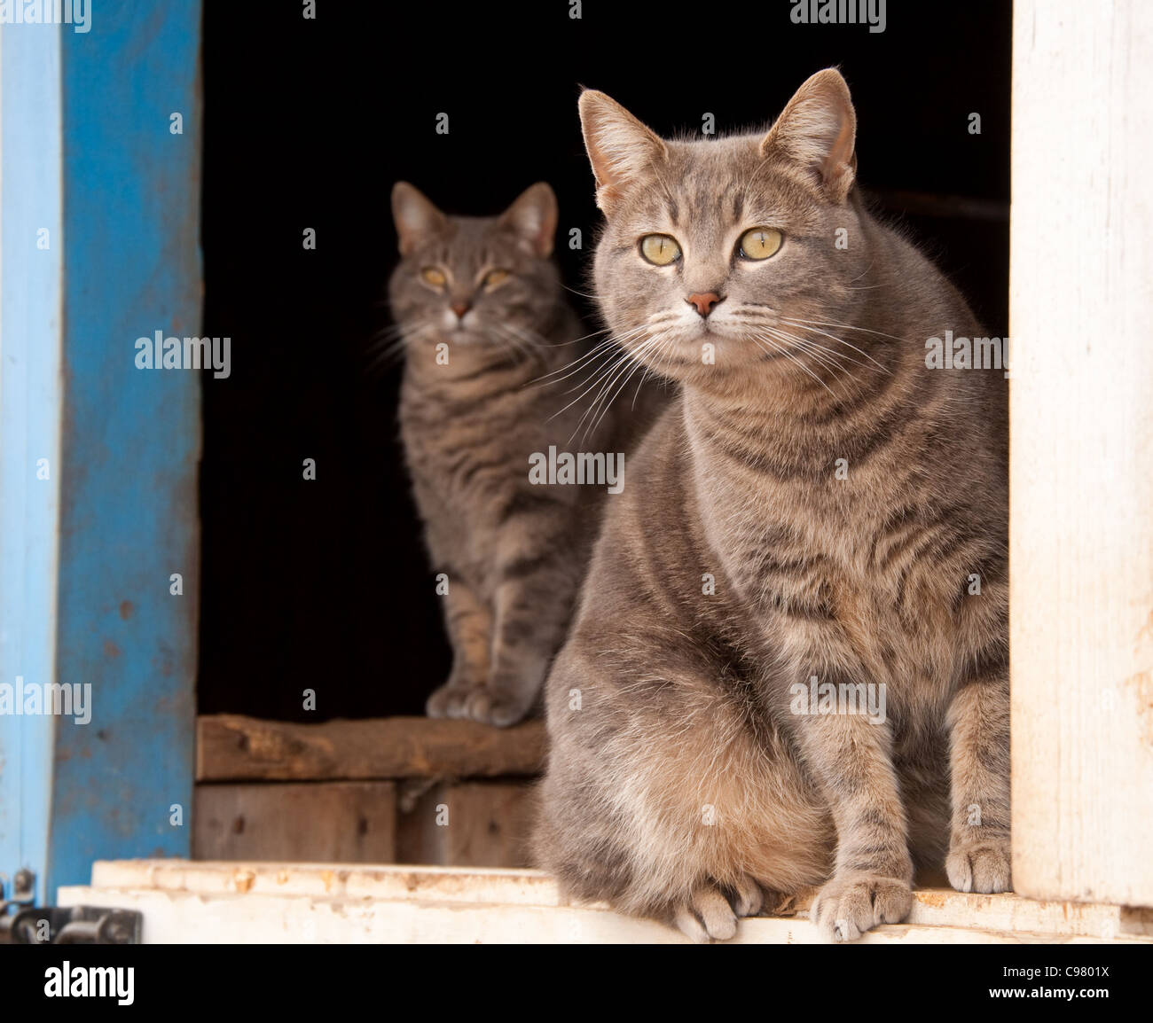 Two blue tabby cats looking out of a blue barn Stock Photo - Alamy