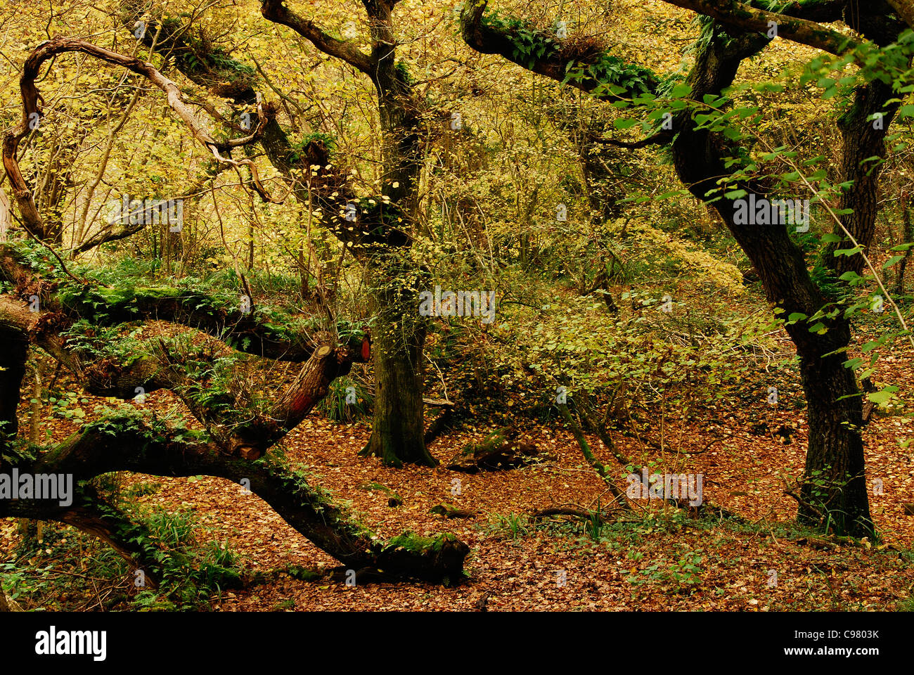 The golden colours of Talbot Wood in autumn in East Dorset UK Stock ...