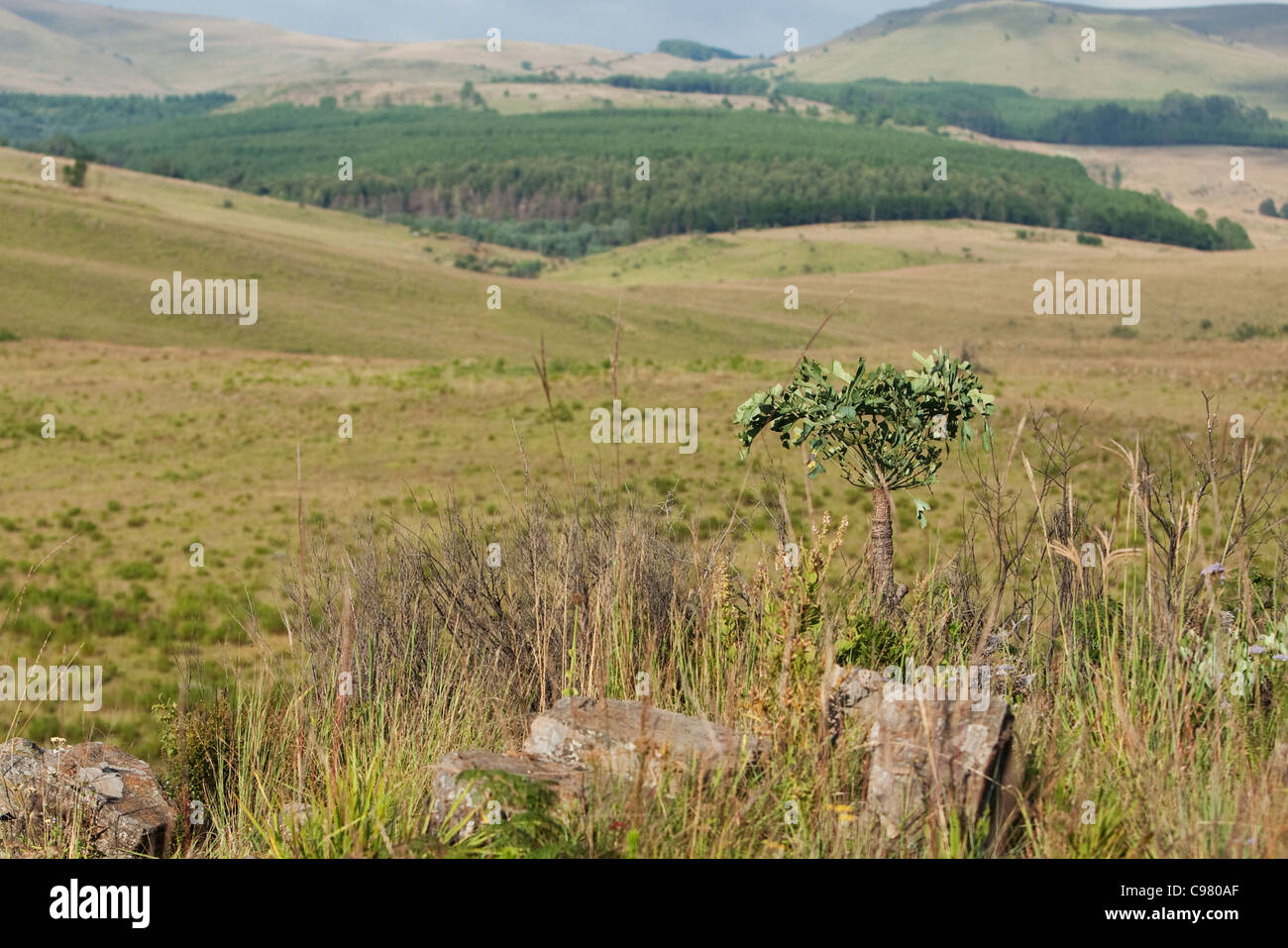 Plantations in the distance hi-res stock photography and images - Alamy