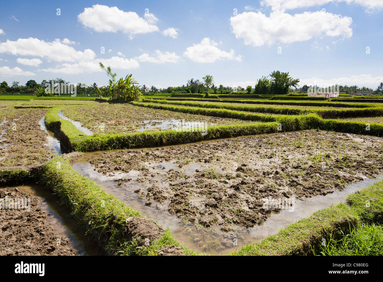 Rice paddies, Ubud, Bali, Indonesia, Southeast Asia Stock Photo - Alamy
