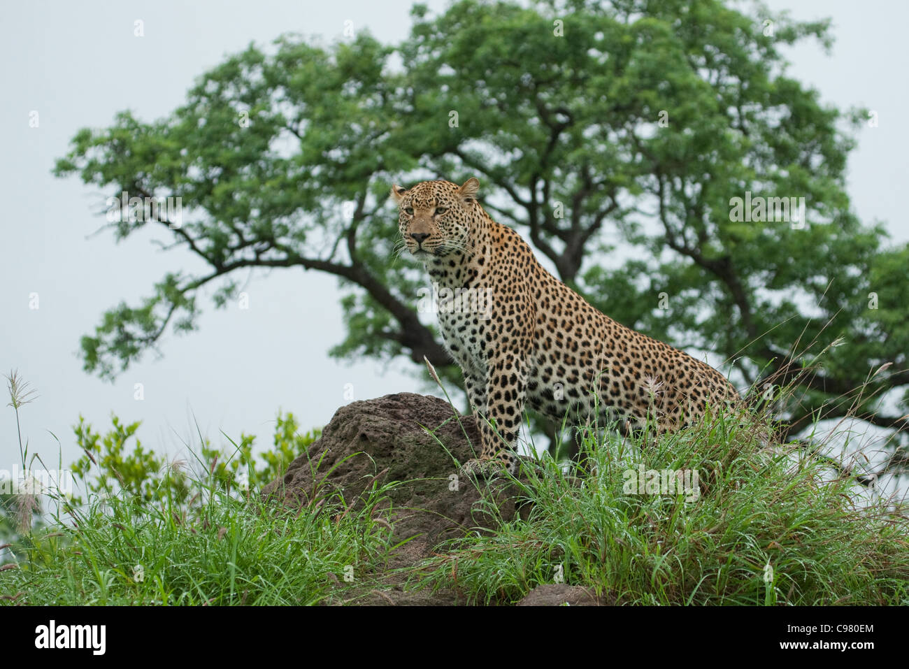 Leopard Top High Resolution Stock Photography and Images - Alamy