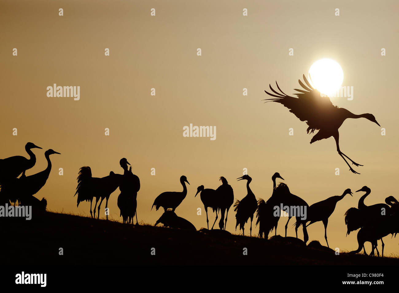 Dancing cranes hi-res stock photography and images - Alamy