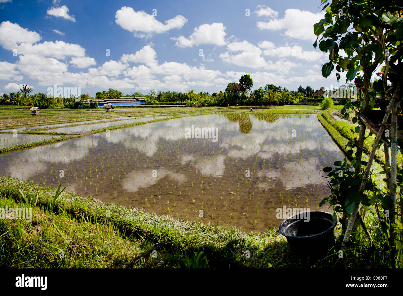 Rice paddies, Ubud, Bali, Indonesia, Southeast Asia Stock Photo - Alamy